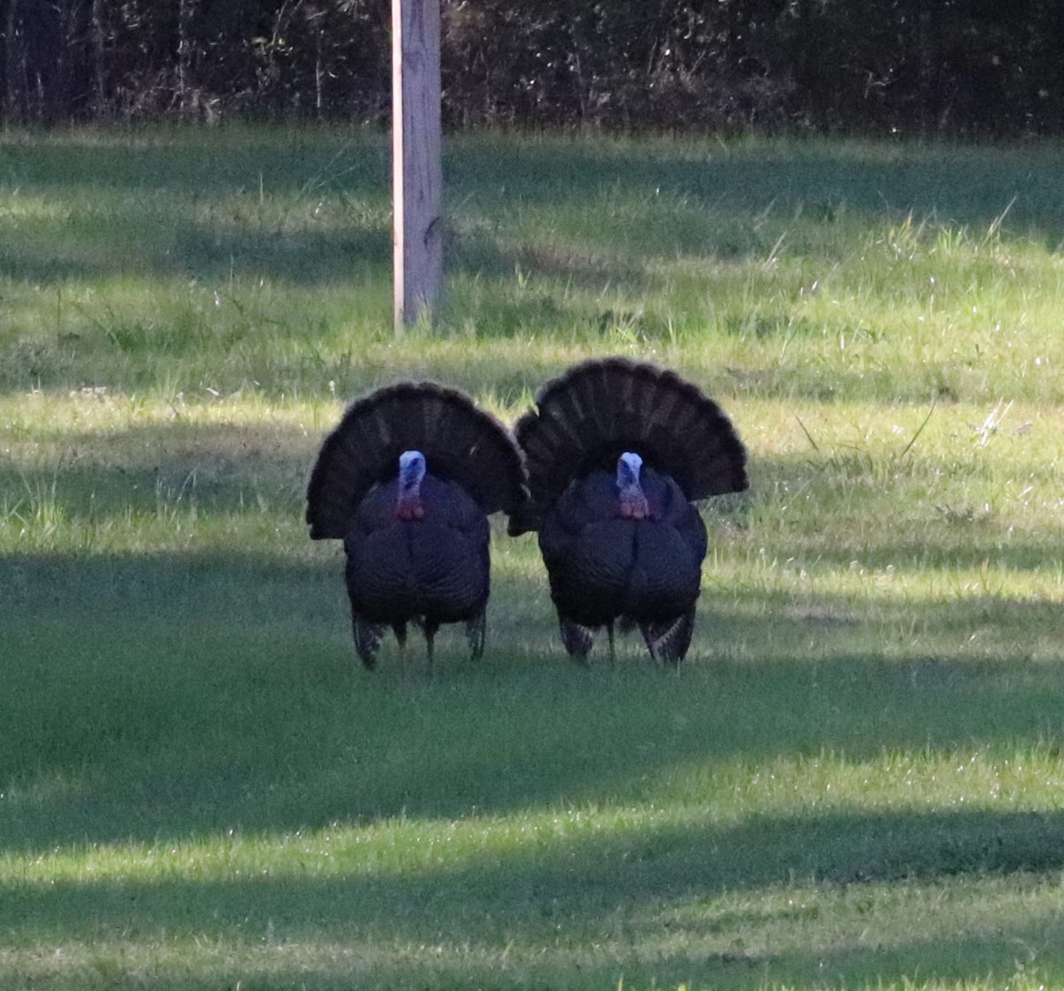 The Hunt By Editor, John Beshears – The Coffeeville Courier